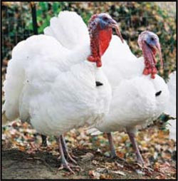 Beltsville White Turkeys Chicks